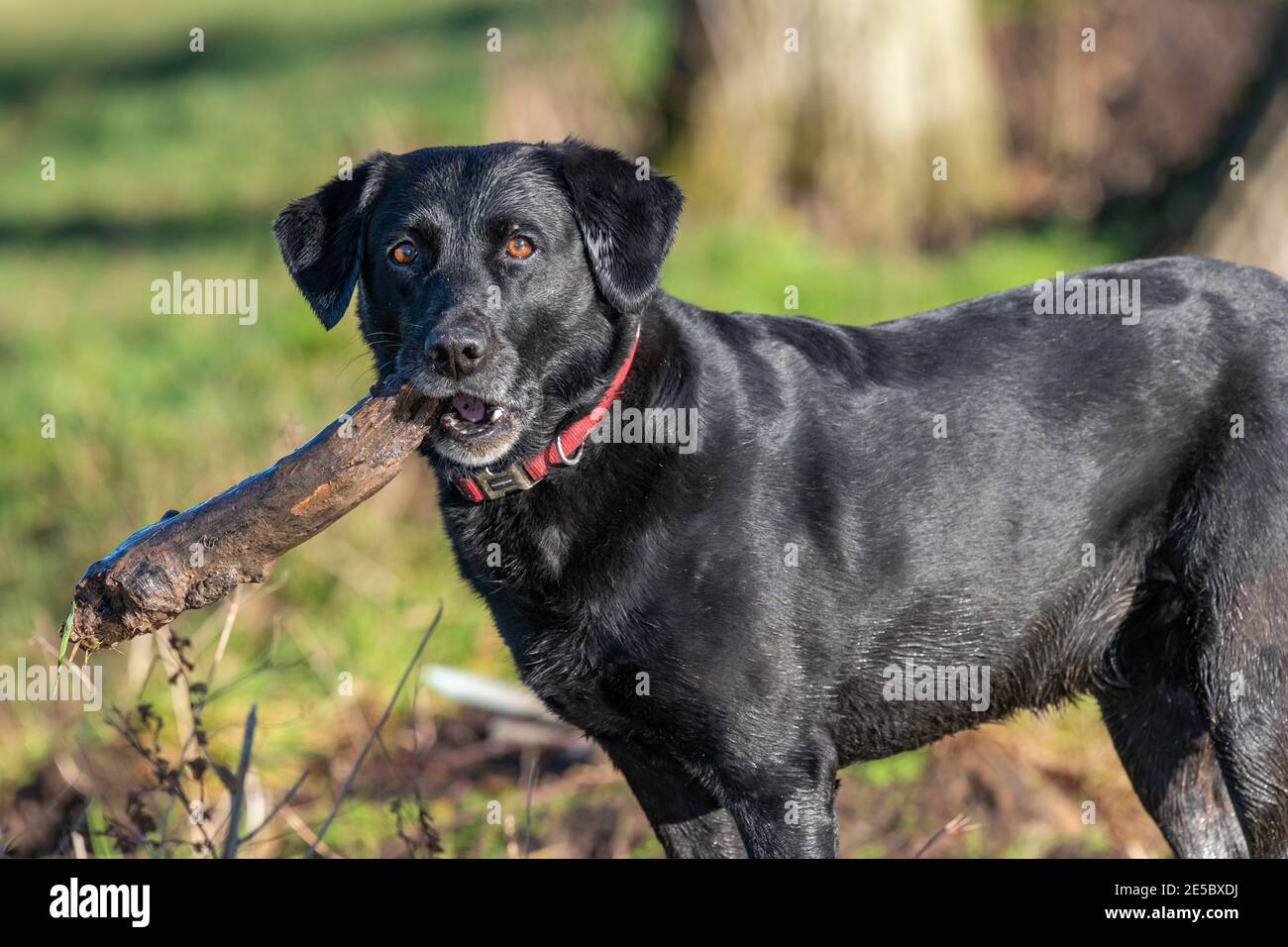 Portrait of a cute black Labrador with a big stick in it's mouth Stock ...