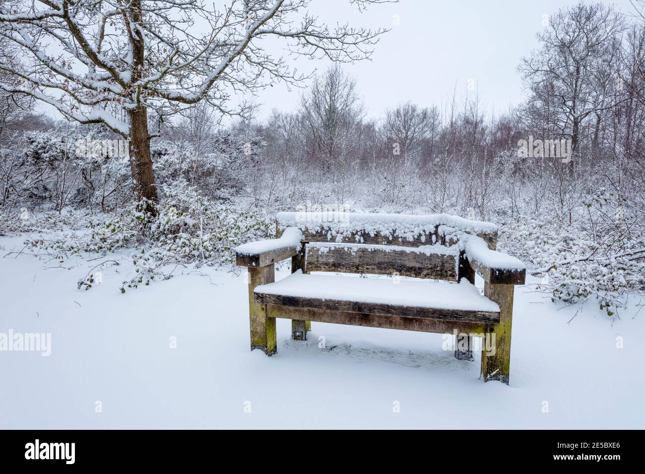 Snow covered wooden bench beside woodland footpath, Snelsmore Common ...