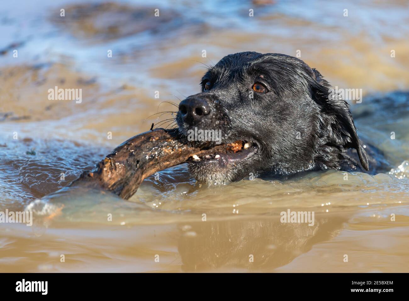Head shot of a black Labrador fetching a stick from the water Stock ...