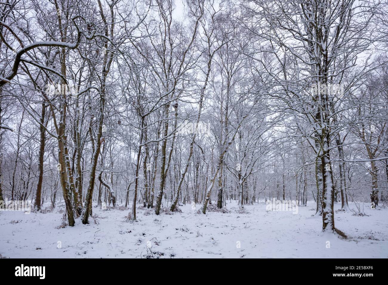 Snow covered trees in deciduous woodland, Snelsmore Common, Newbury ...