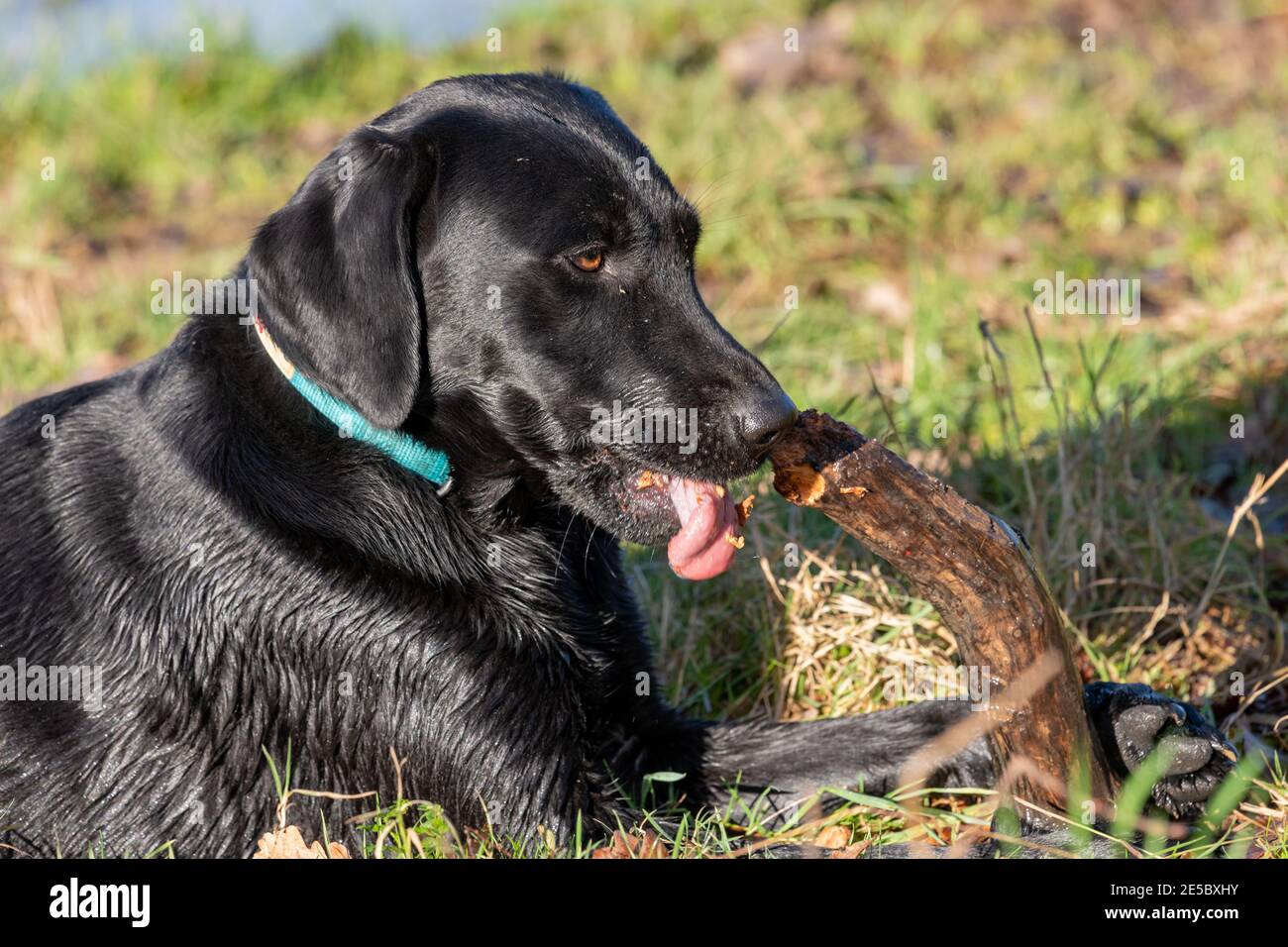 Portrait of a black Labrador chewing a stick Stock Photo - Alamy