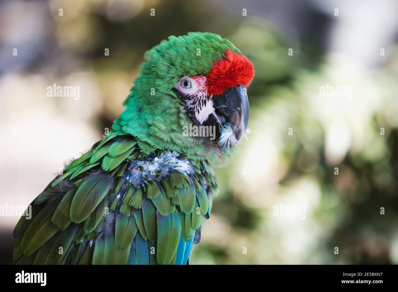 Green macaw exotic parrot without feathers, sick amazon rain forest ...