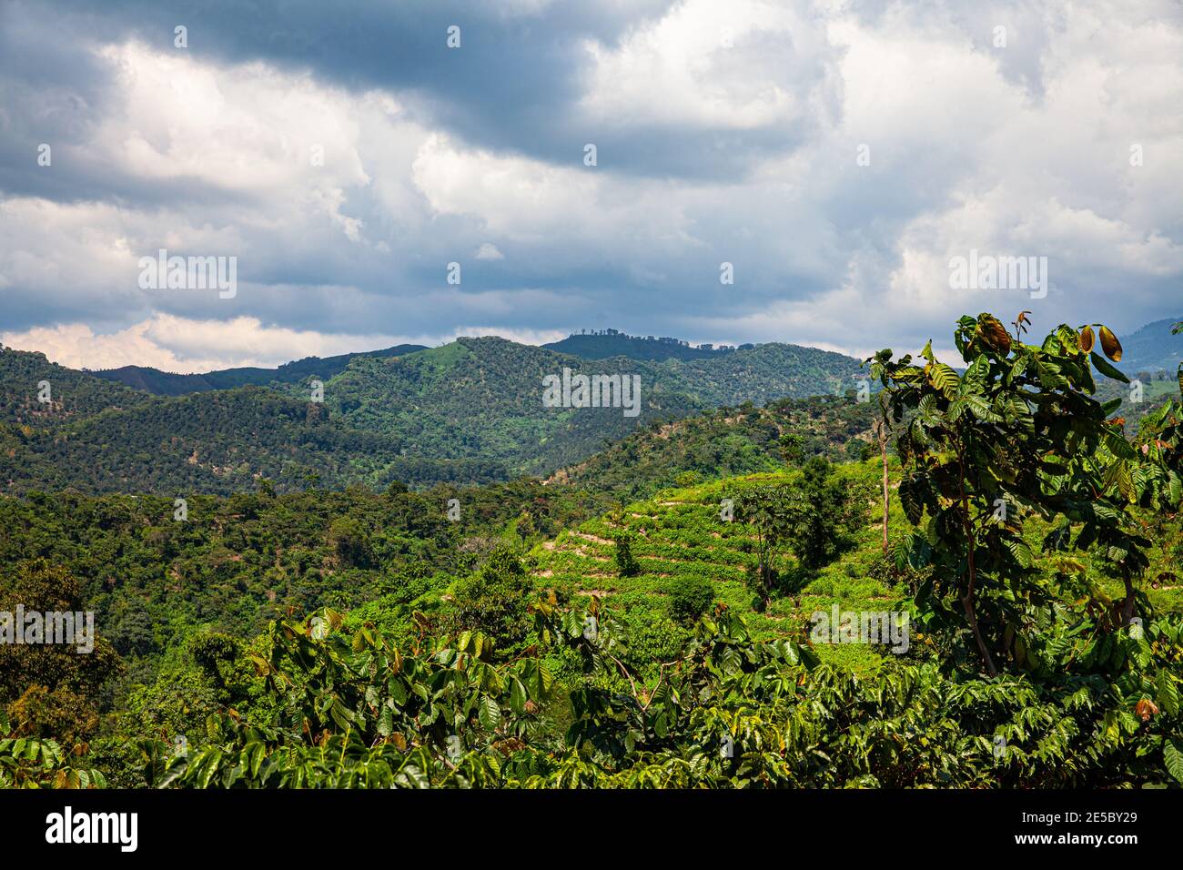 Coffee farm landscape hi-res stock photography and images - Alamy