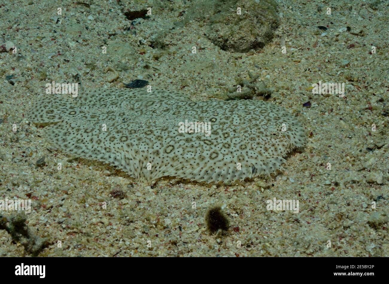 Pardachirus marmoratus, red sea moses sole, speckled sole, finless sole ...