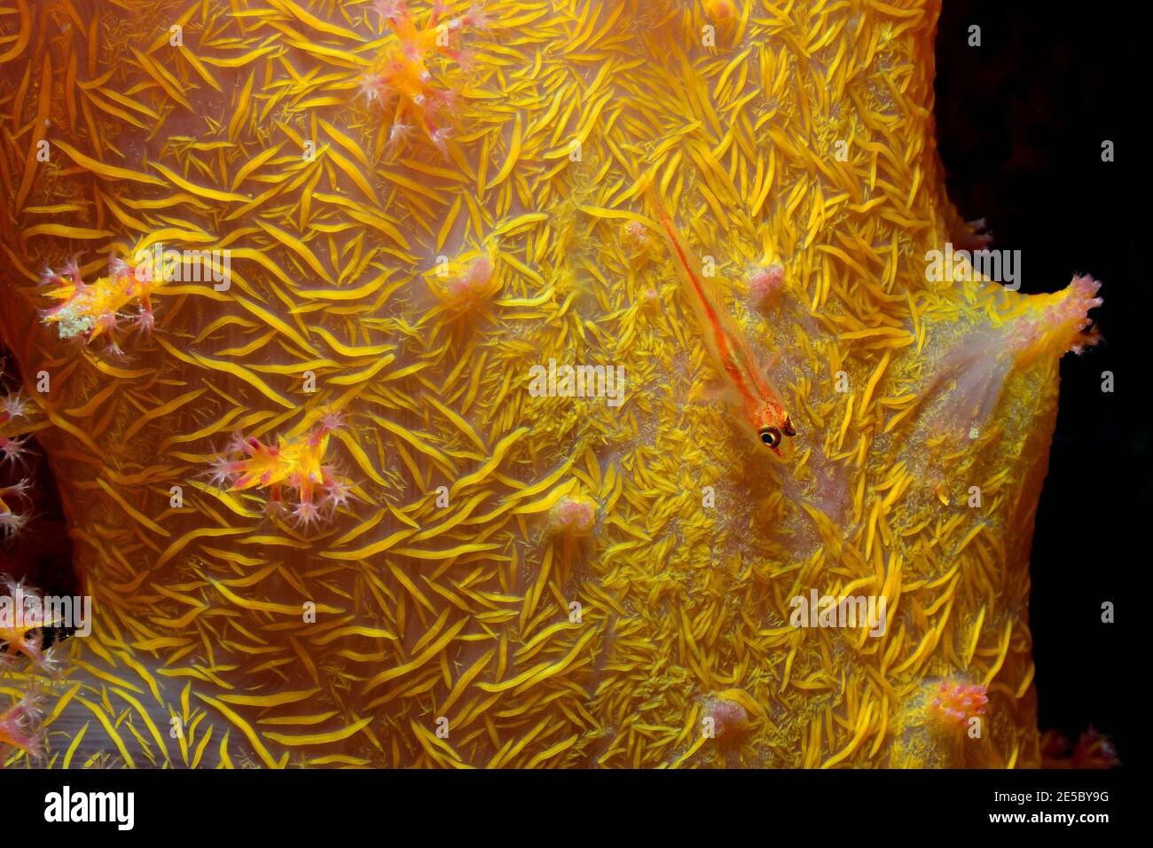 Coraya Beach, Rotes Meer, Ägypten, Red Sea, Egypt Stock Photo - Alamy