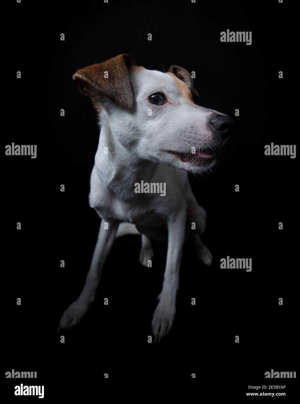 dog posing in studio Stock Photo - Alamy