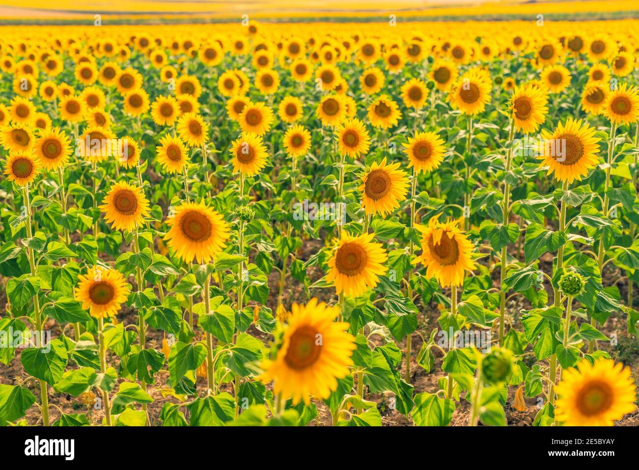 field of yellow flowers. landscape with sunflowers background Stock ...
