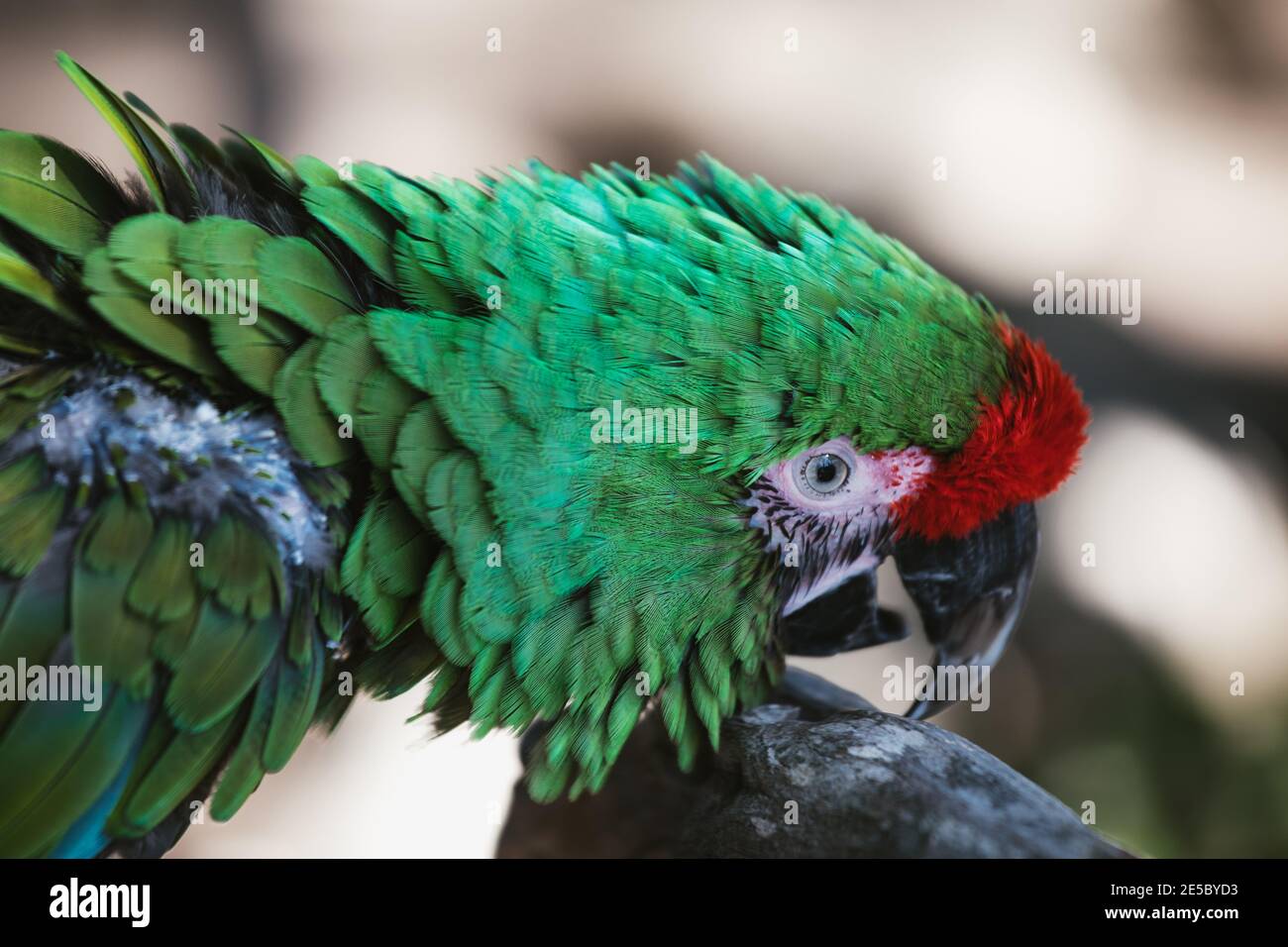 Green macaw exotic parrot without feathers, sick amazon rain forest ...