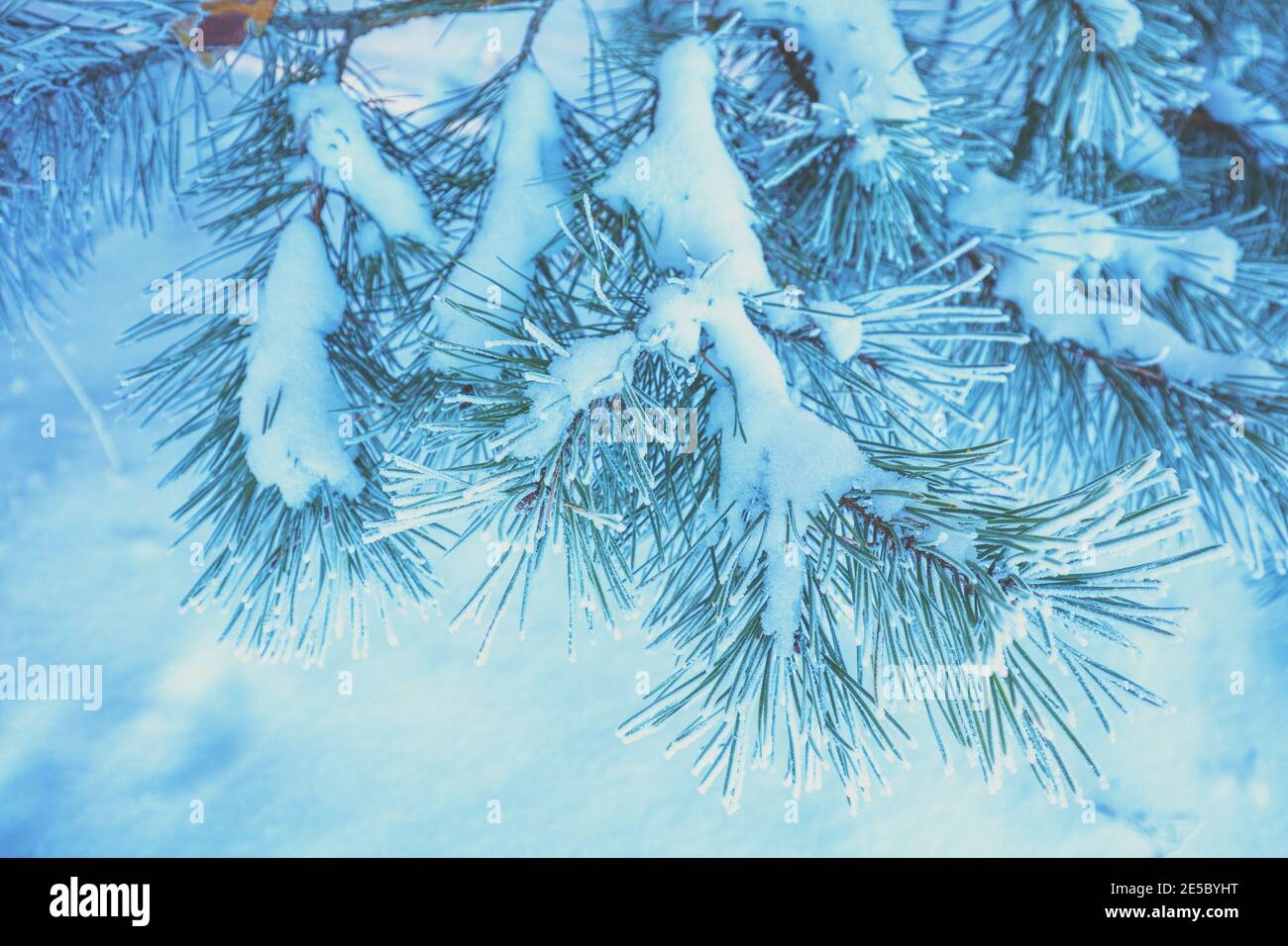 Pine branches covered with rime. Nature winter background. Winter ...