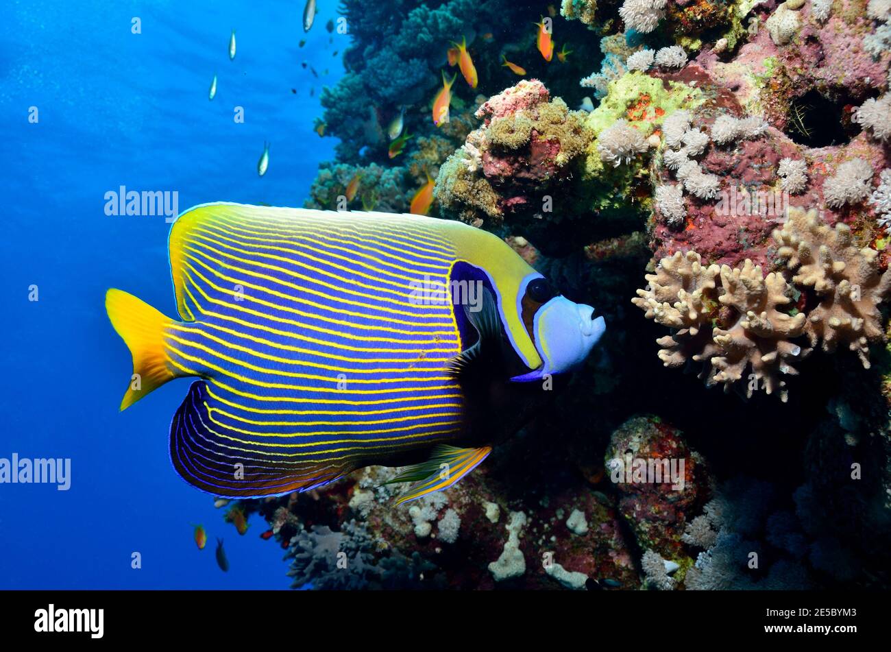 Pomacanthus imperator, emperor angelfish, Imperator-Kaiserfisch, Coraya ...