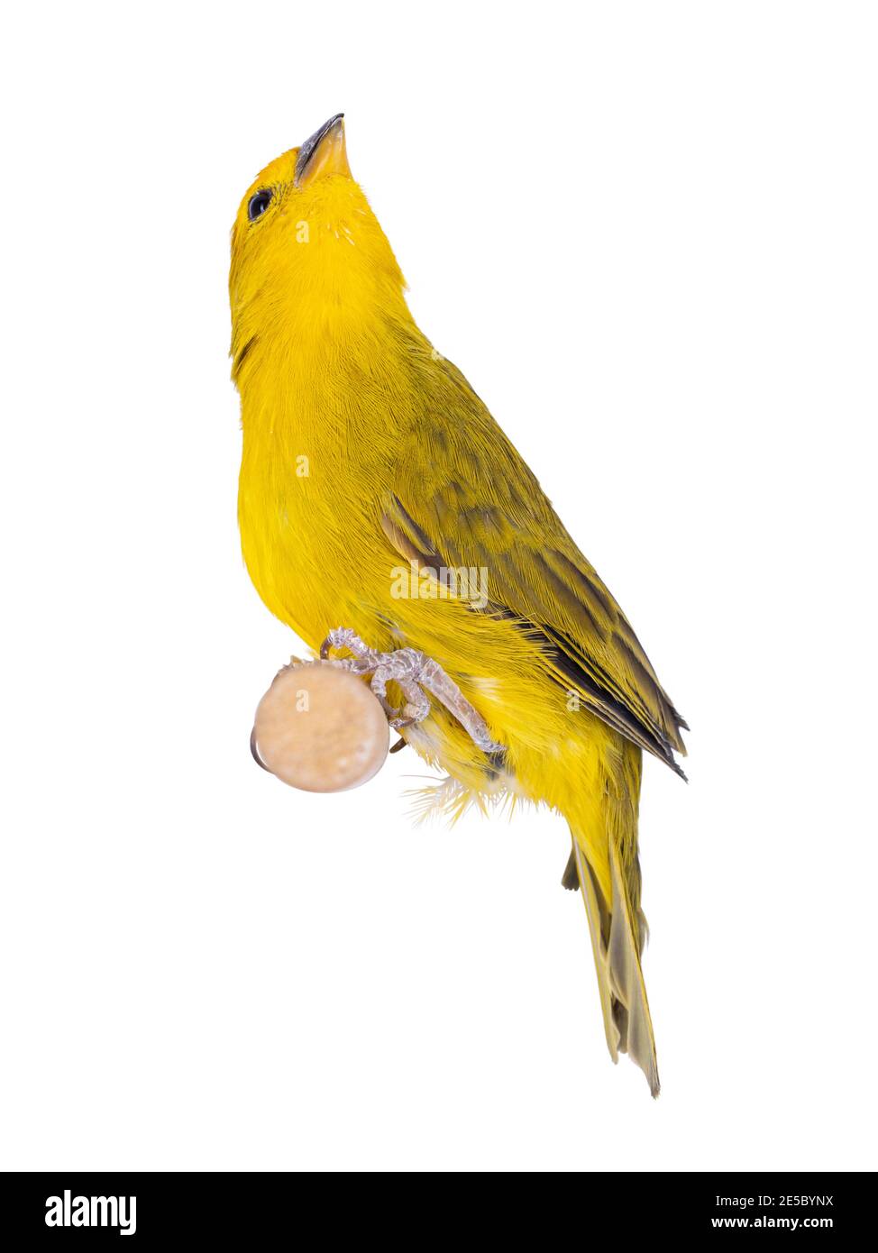 Yellow fronted canary Cut Out Stock Images & Pictures - Alamy