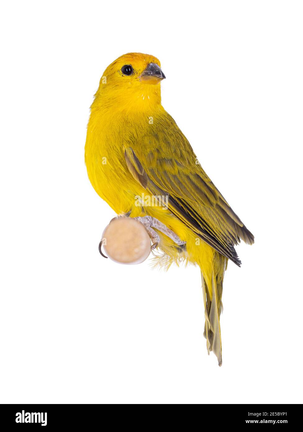 Male Yellow fronted canary aka Crithagra mozambica bird. Isolated on a ...