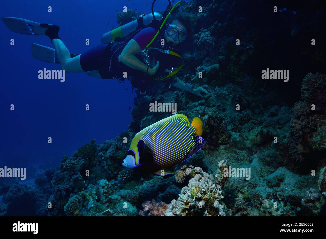 Red sea emperor angelfish hi-res stock photography and images - Alamy