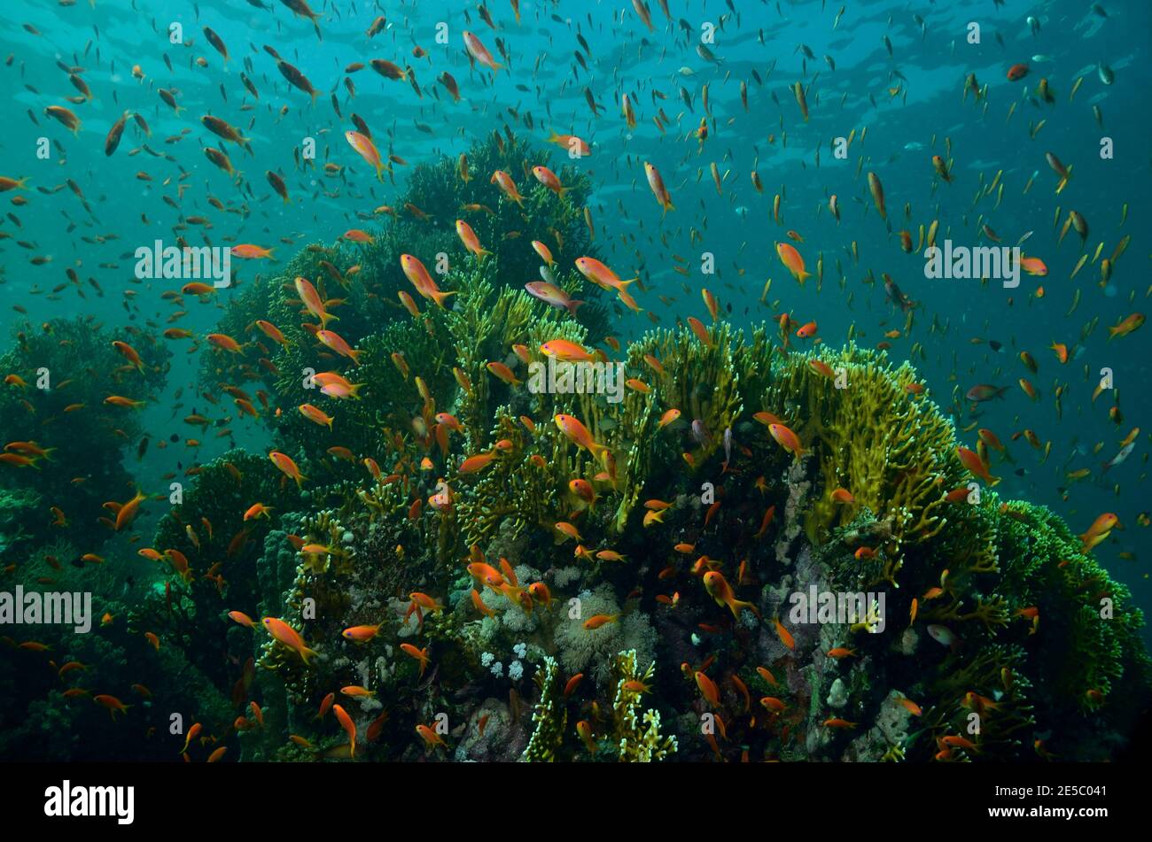 Coraya Beach, Rotes Meer, Ägypten, Red Sea, Egypt Stock Photo - Alamy