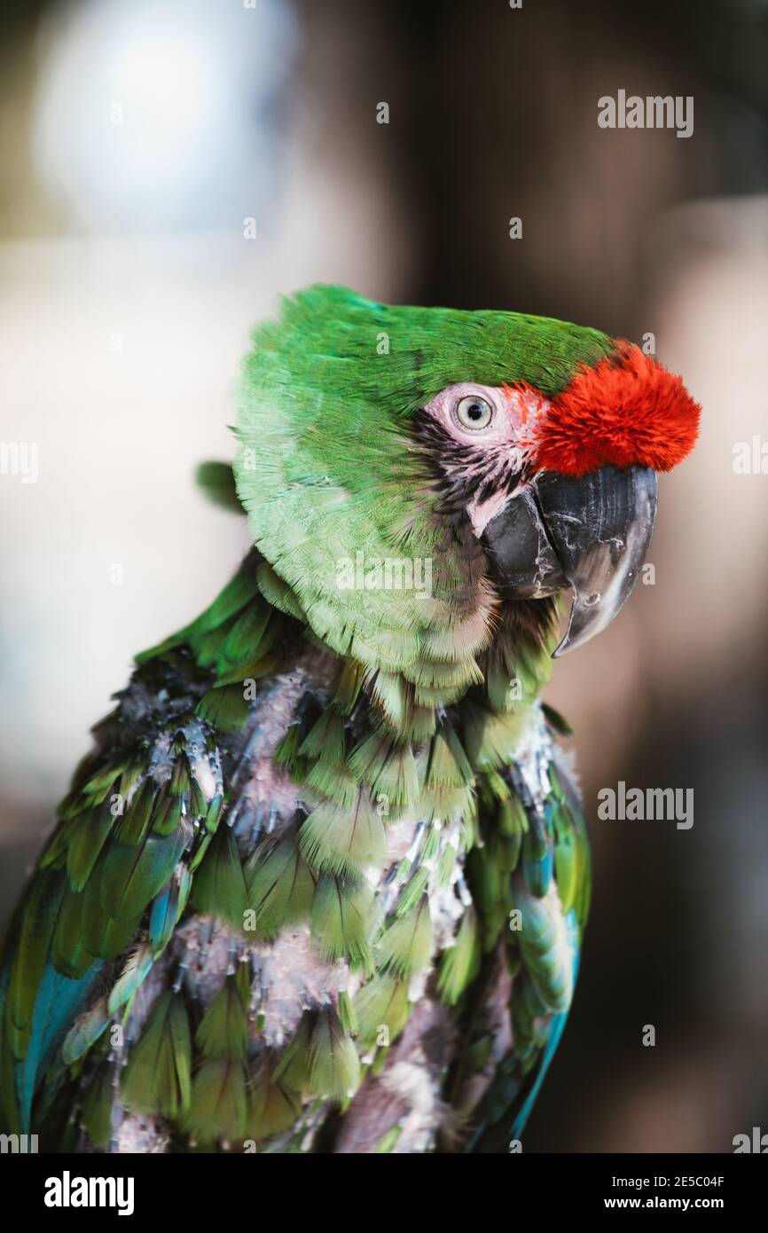 Green macaw exotic parrot without feathers, sick amazon rain forest ...