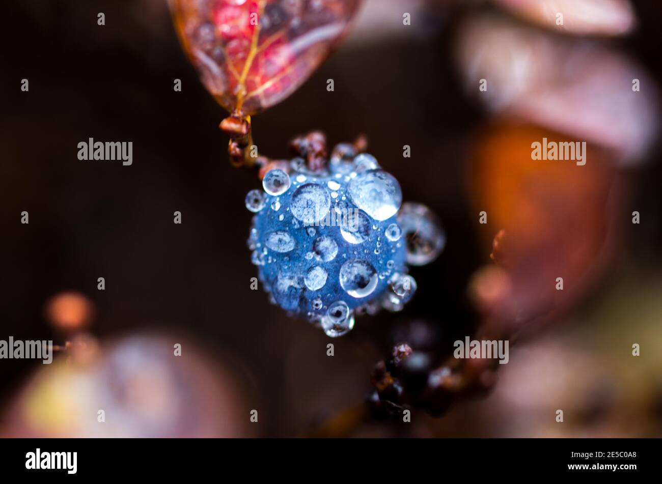 Macro photo of blueberries. Blueberries in the dew. Autumn photo of ...