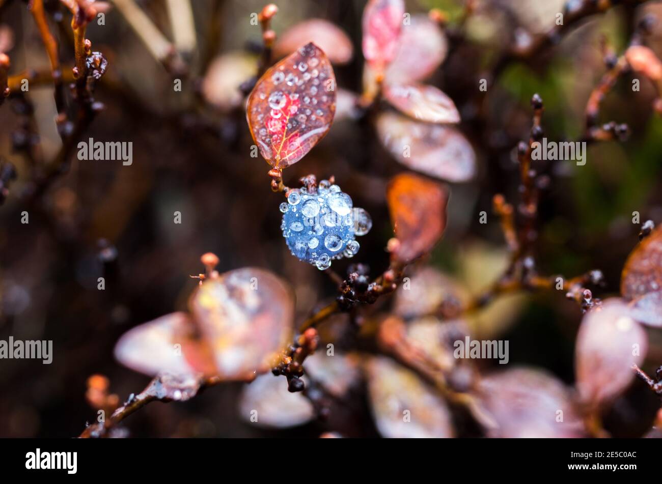 Mountain dew green screen hi-res stock photography and images - Alamy