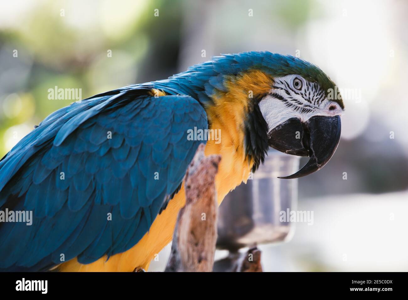 Blue and gold macaw parrot close up Stock Photo - Alamy