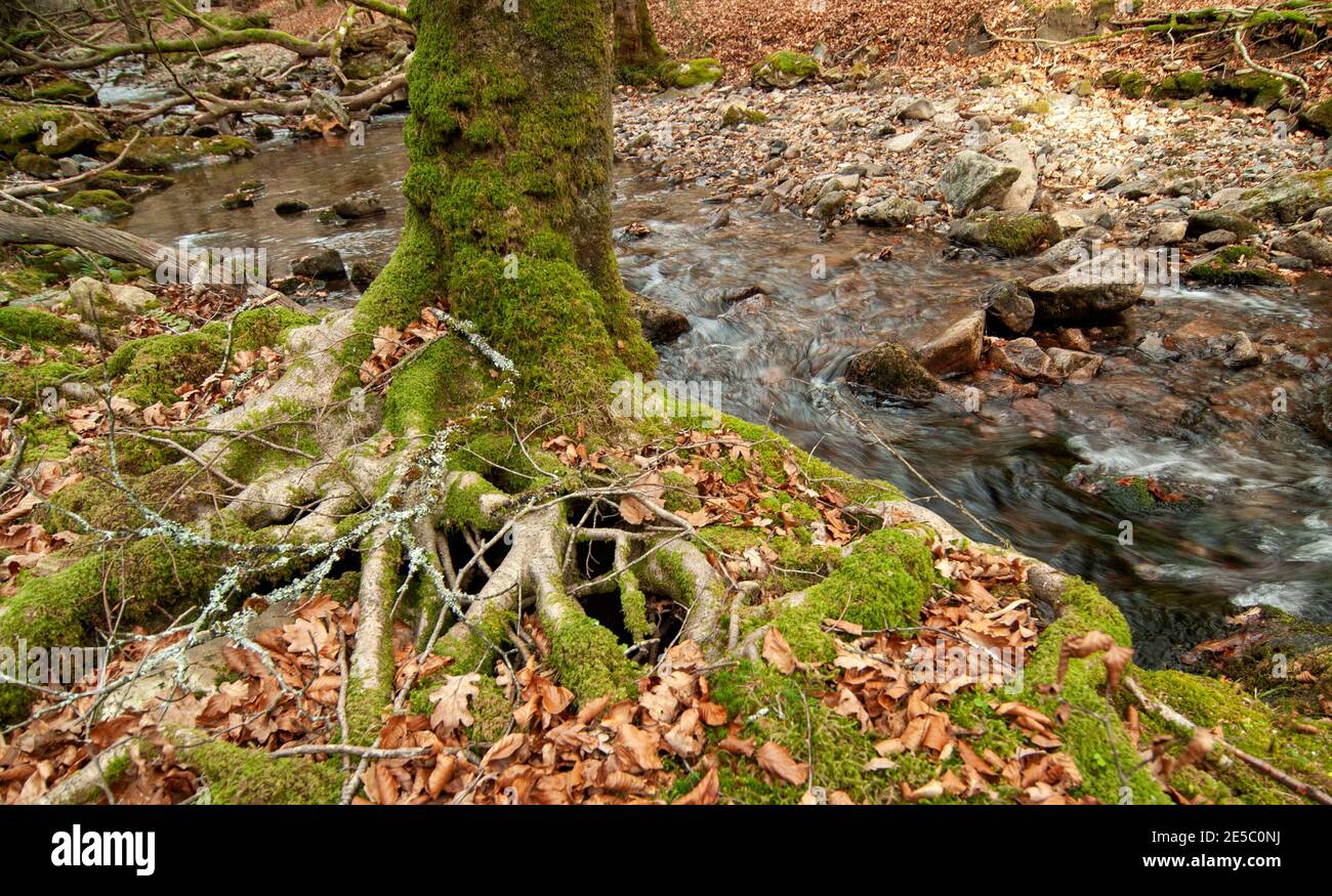 tree roots near the river Stock Photo - Alamy
