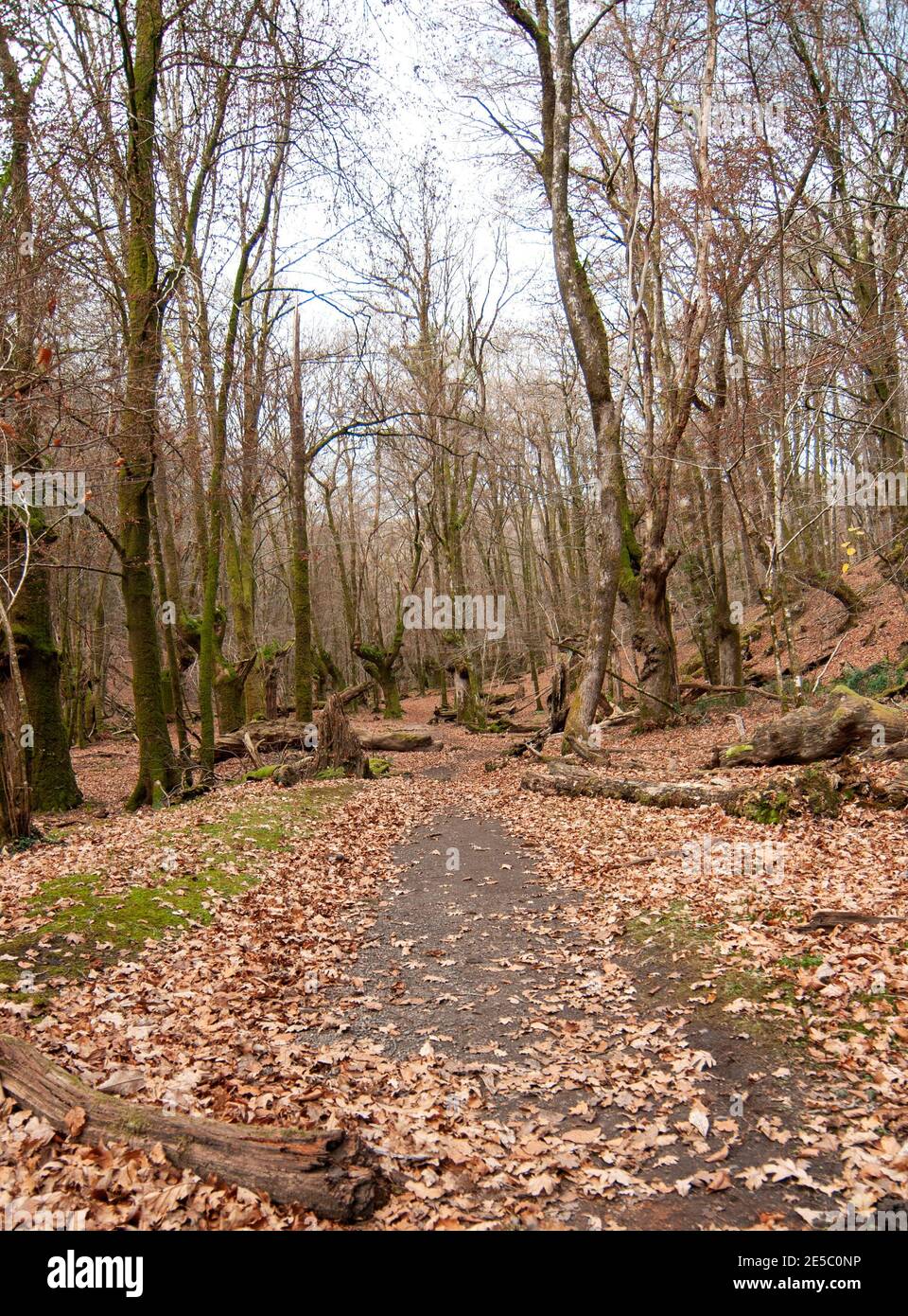 Magical forest trail hi-res stock photography and images - Alamy