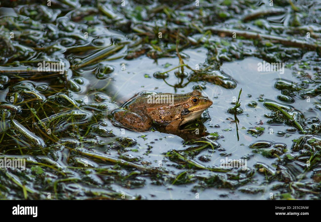 Frog in fresh water hi-res stock photography and images - Alamy