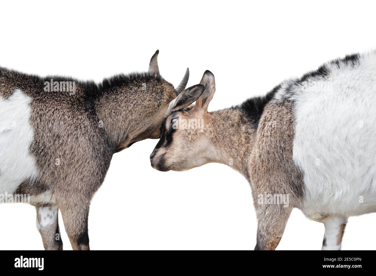 Silly goats hi-res stock photography and images - Alamy