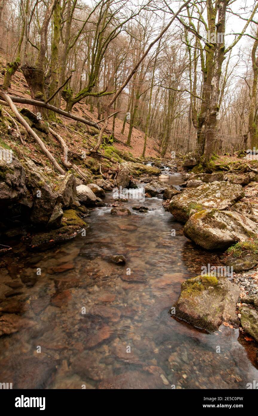 Riverside forest hi-res stock photography and images - Alamy