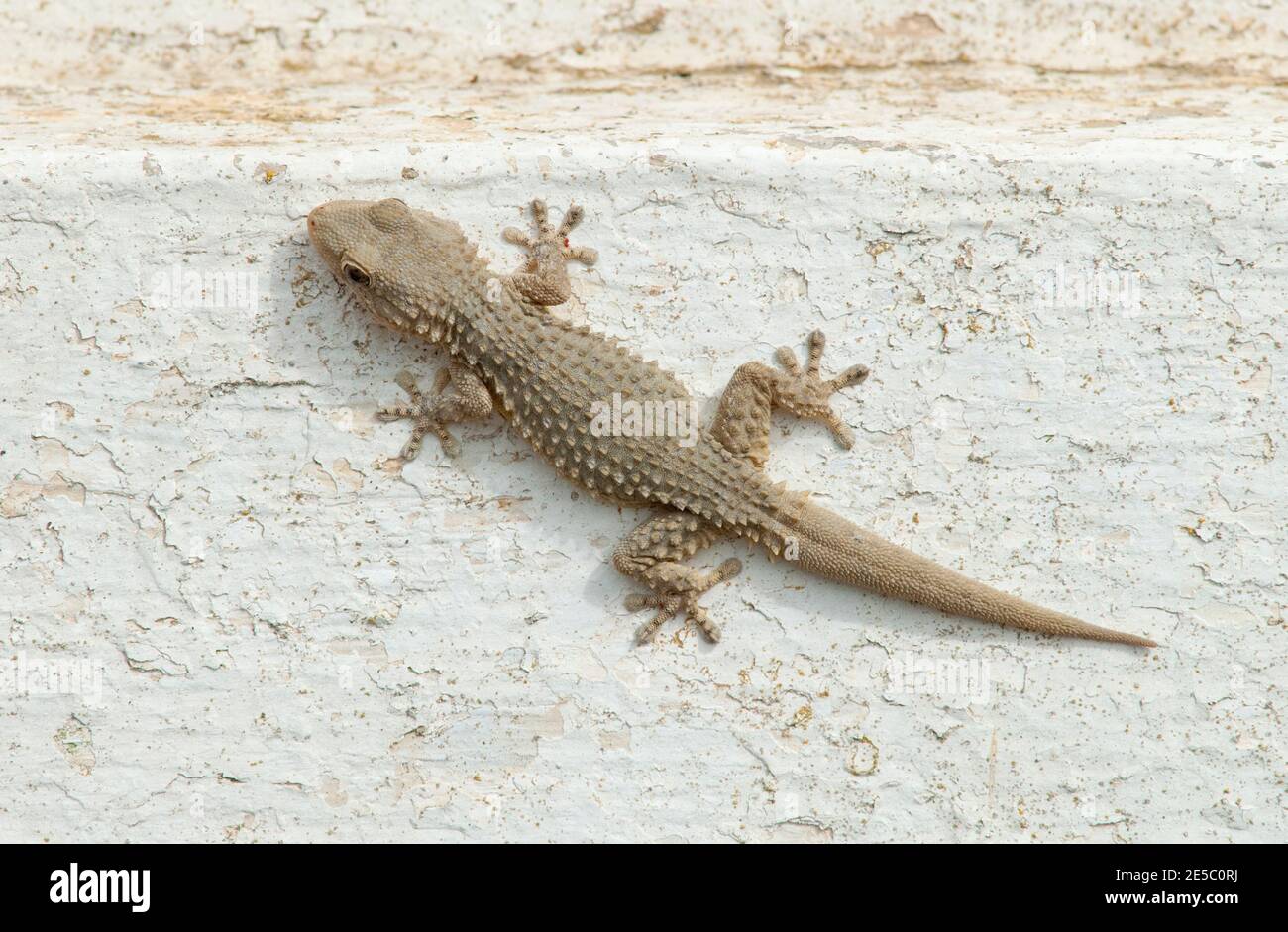 gecko on wall Stock Photo - Alamy