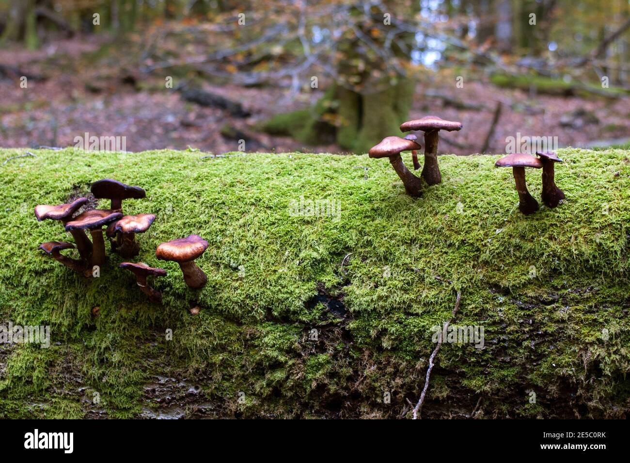 mushrooms on fallen log Stock Photo - Alamy