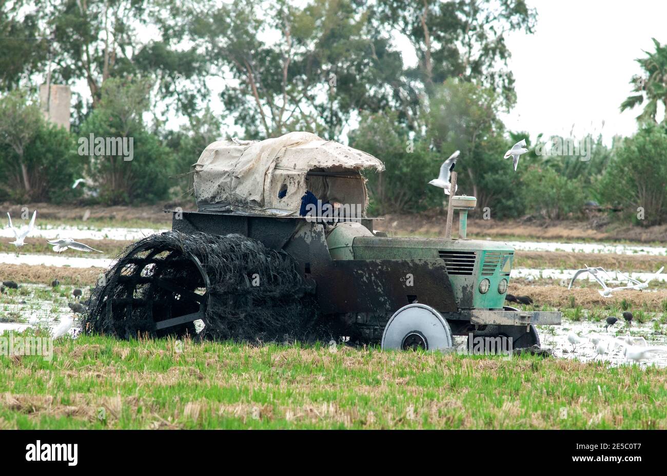 Tractor plowing rice paddy hi-res stock photography and images - Alamy