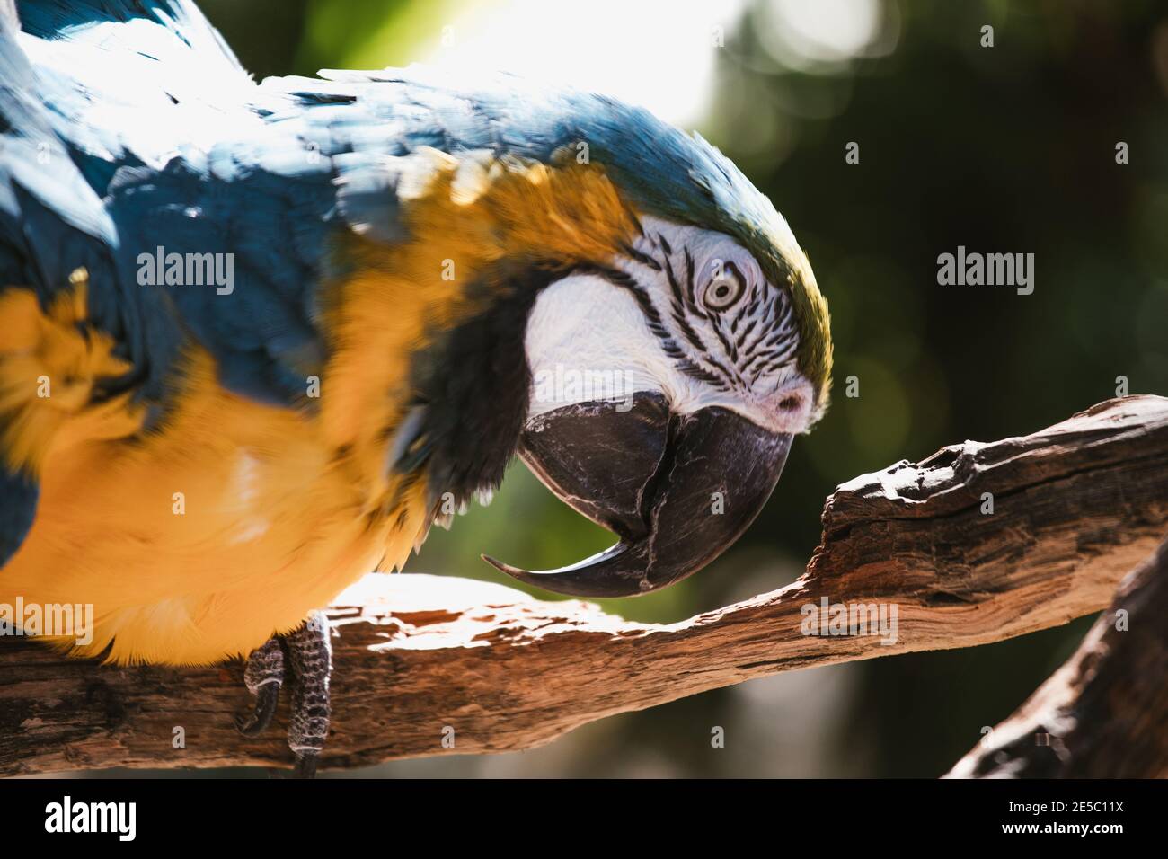 Blue and gold macaw parrot close up Stock Photo - Alamy