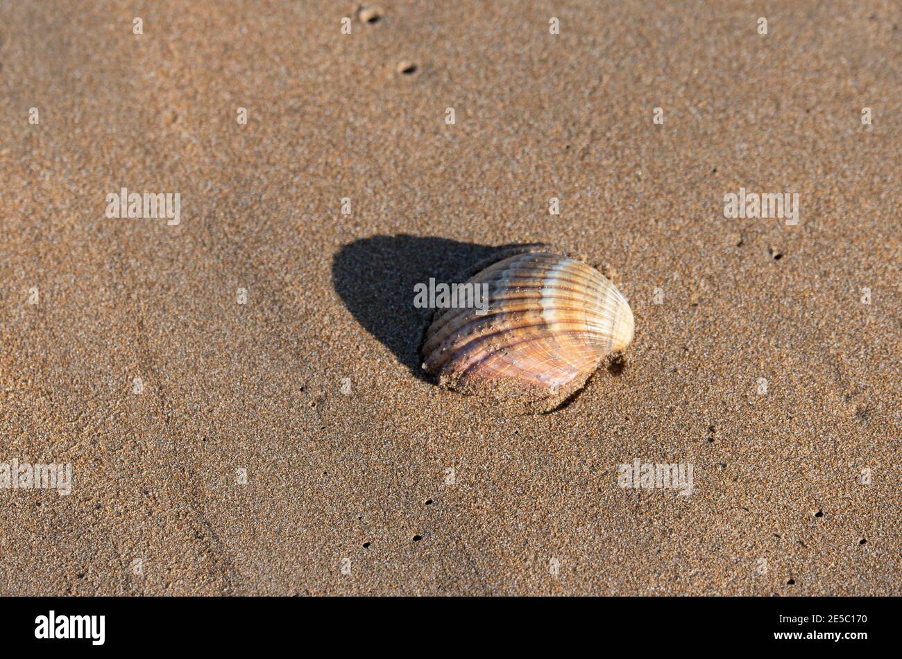 shell on the beach Stock Photo - Alamy