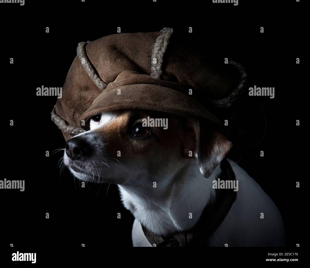 Puppy posing in studio Stock Photo - Alamy