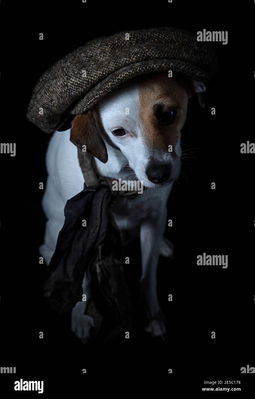 Puppy posing in studio Stock Photo - Alamy