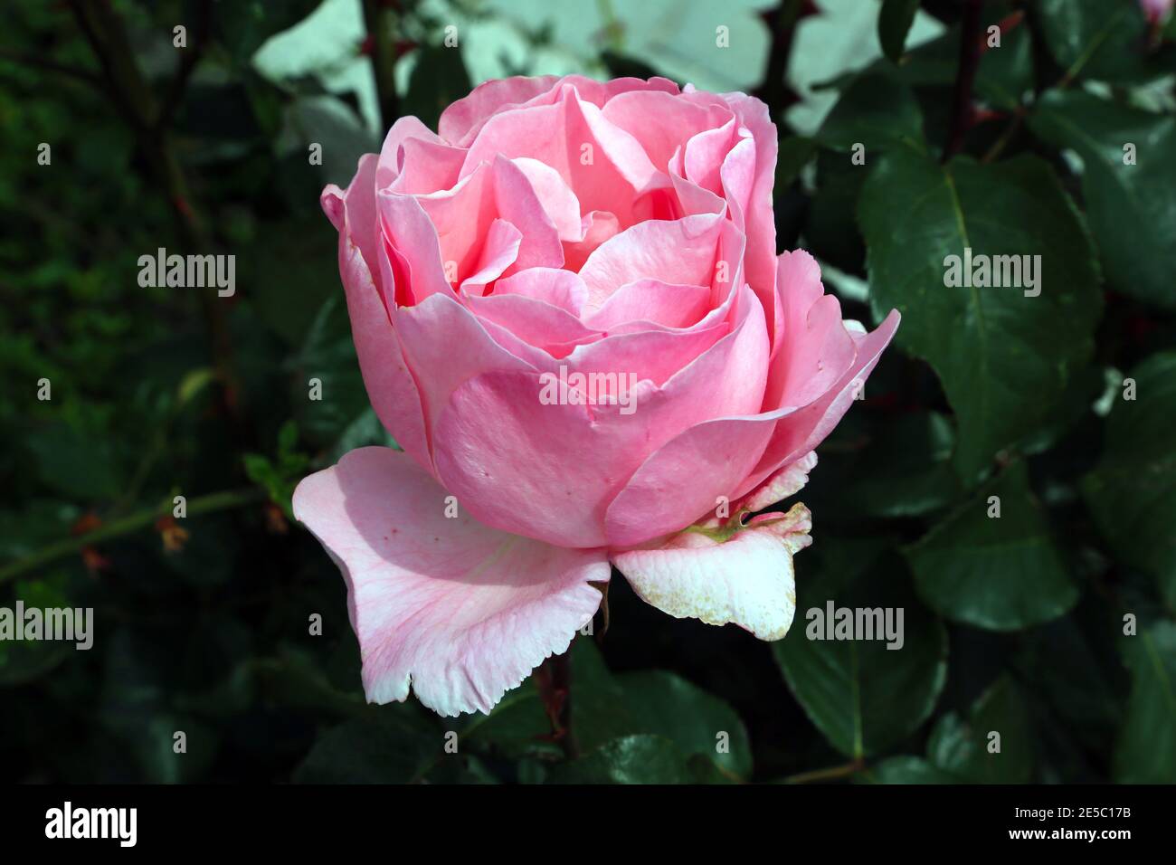 English roses blooming in the garden as a beautiful summer background ...