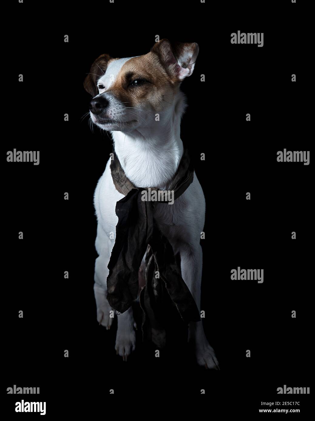 Puppy posing in studio Stock Photo - Alamy