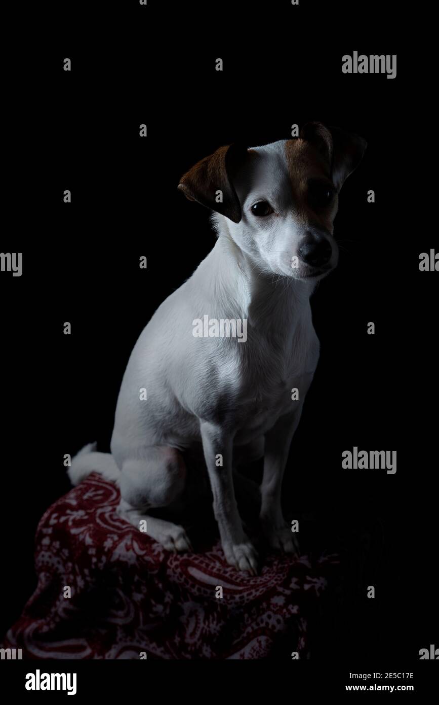 Puppy posing in studio Stock Photo - Alamy