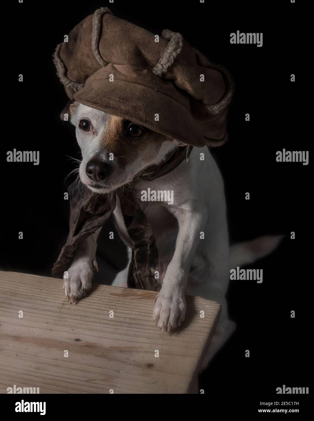 Puppy posing in studio Stock Photo - Alamy