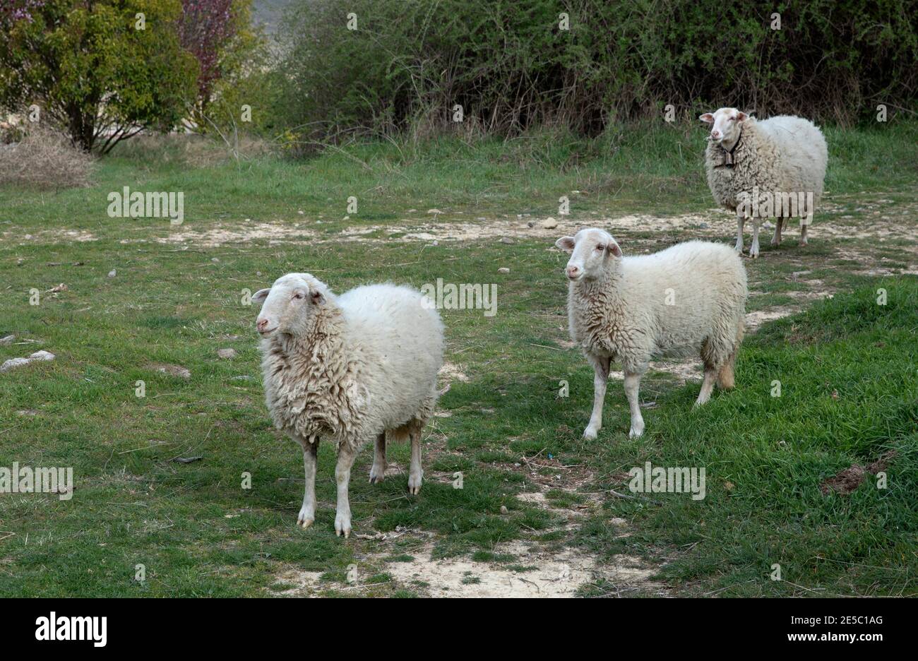 flock of Latxas sheep Stock Photo - Alamy
