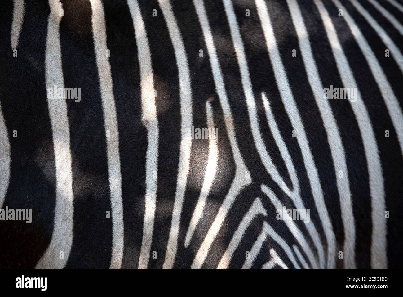 Zebra skin texture hi-res stock photography and images - Alamy