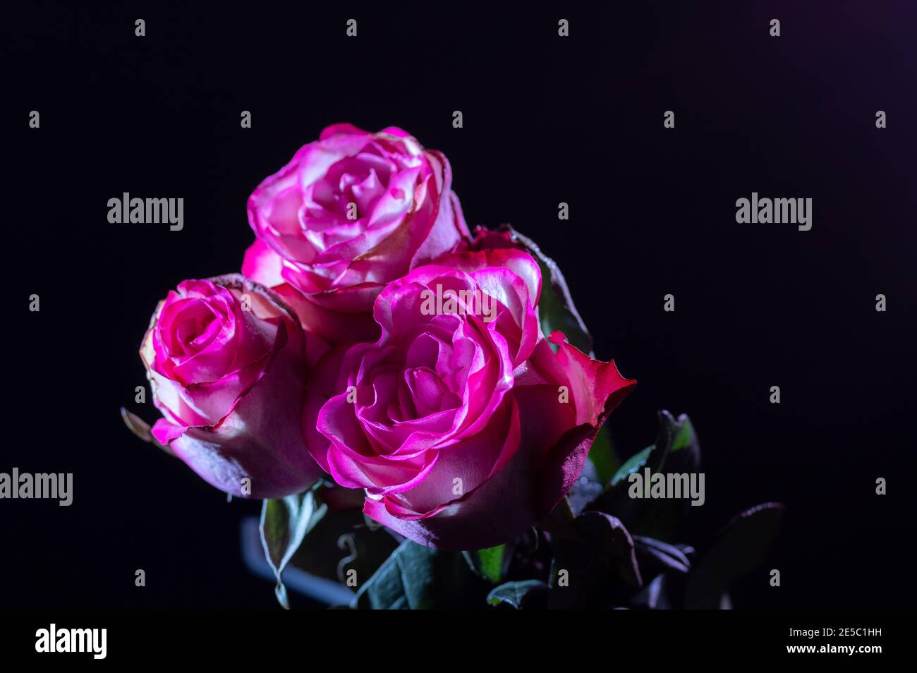 Low key roses hi-res stock photography and images - Alamy
