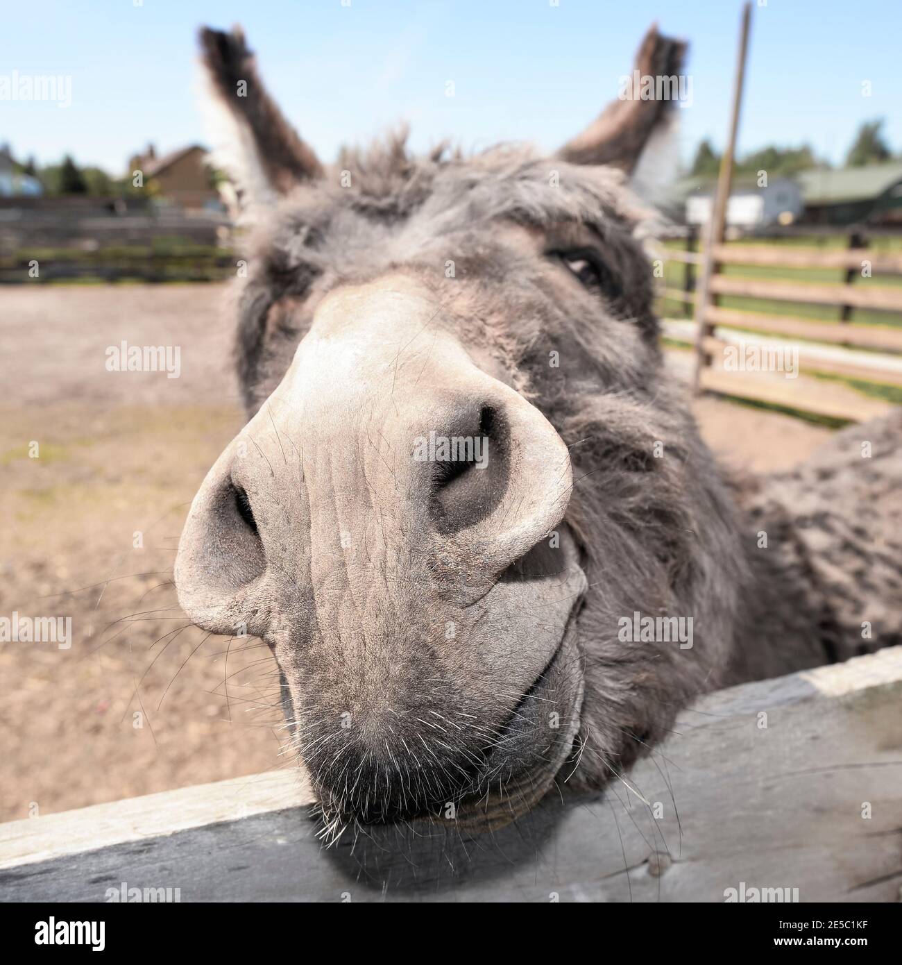 Cute grey donkey snout on the farm behind wooden fence. Sad shy gray ...