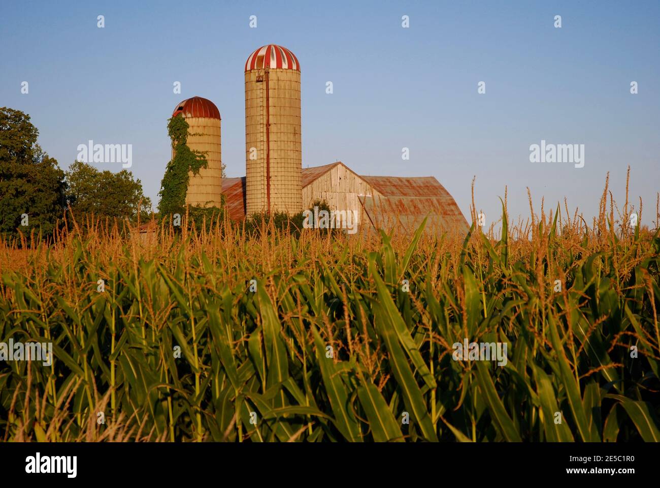 Farm buildings in the distance behind a corn field in golden hour light ...