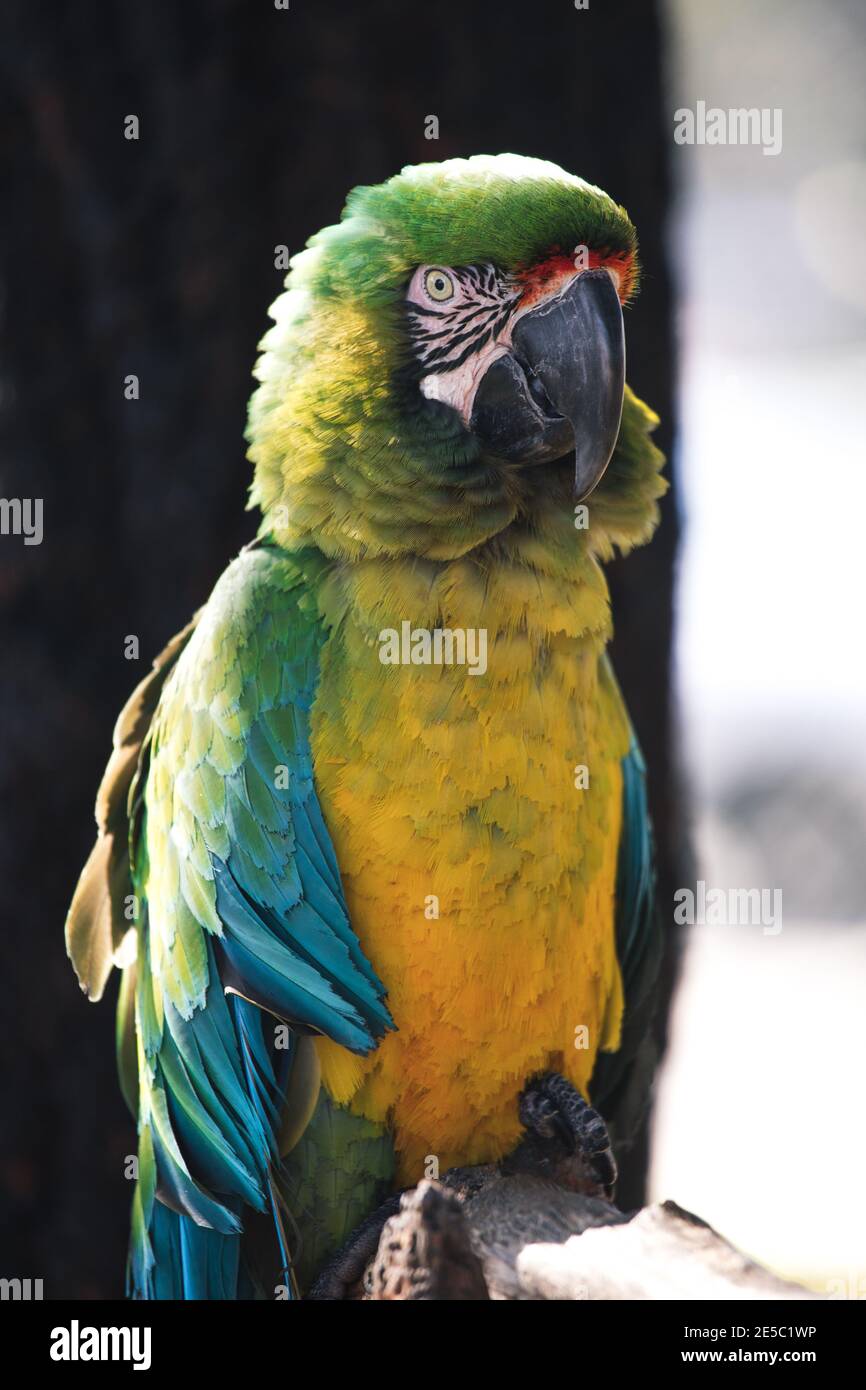 Amazon rainforest bird hi-res stock photography and images - Alamy