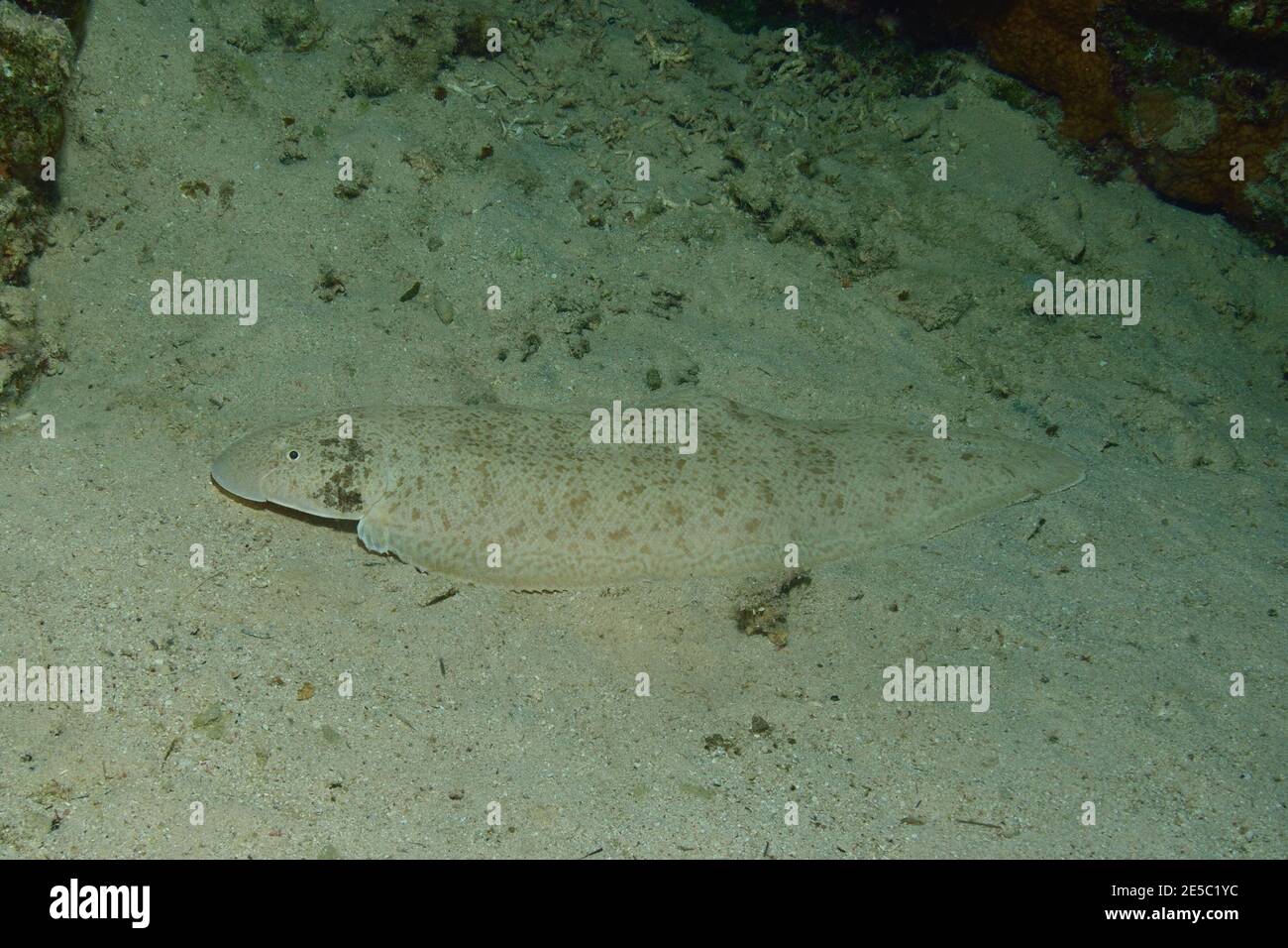 Commersons sole hi-res stock photography and images - Alamy