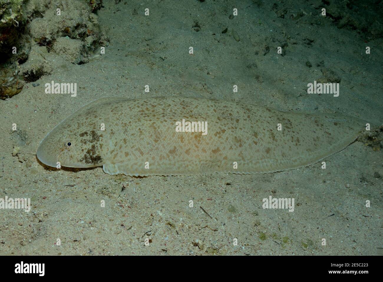 Soleidae hi-res stock photography and images - Alamy