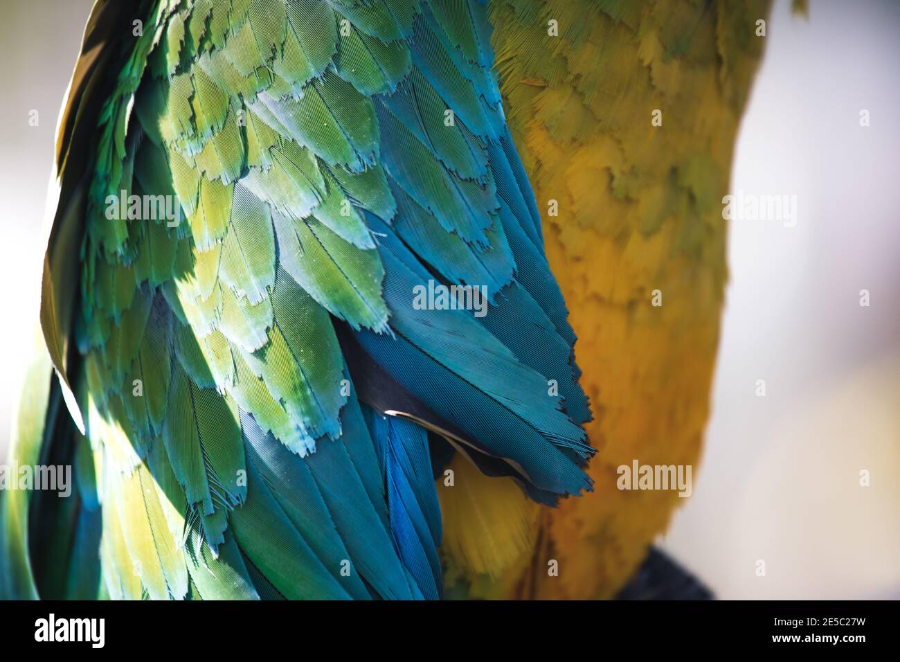 Green macaw exotic parrot without feathers, sick amazon rainforest bird ...