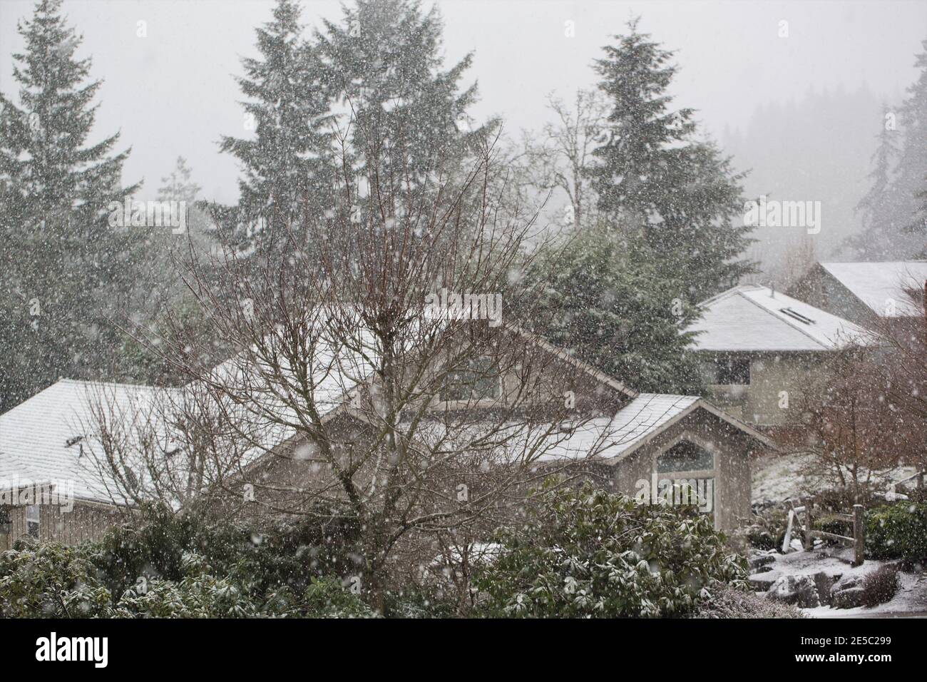 Snow falling in a southwest hills neighborhood in Eugene, Oregon Stock ...