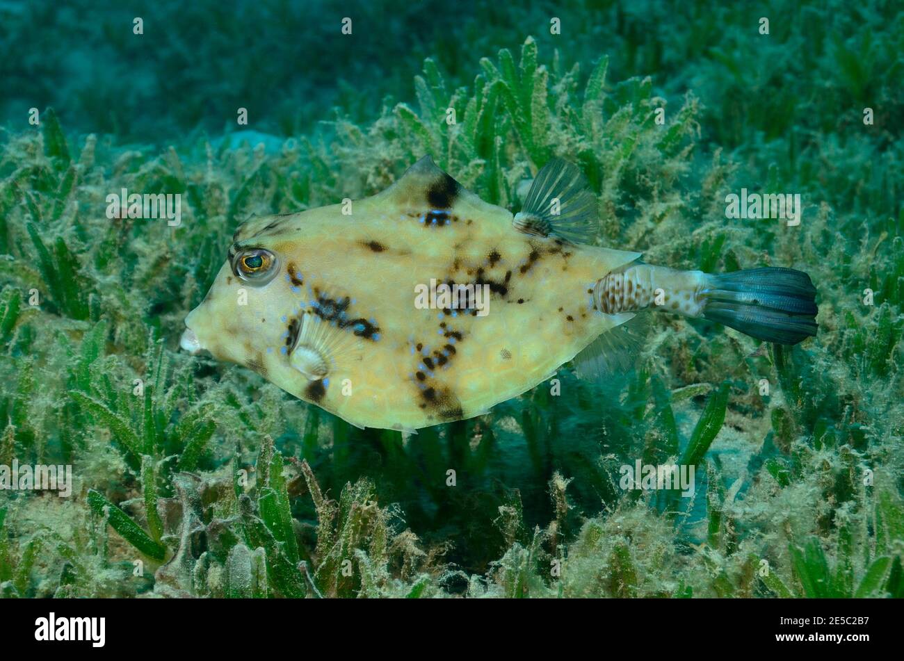 Tetrosomus gibbosus, camel cowfish, thornbacked boxfish, Pyramiden ...
