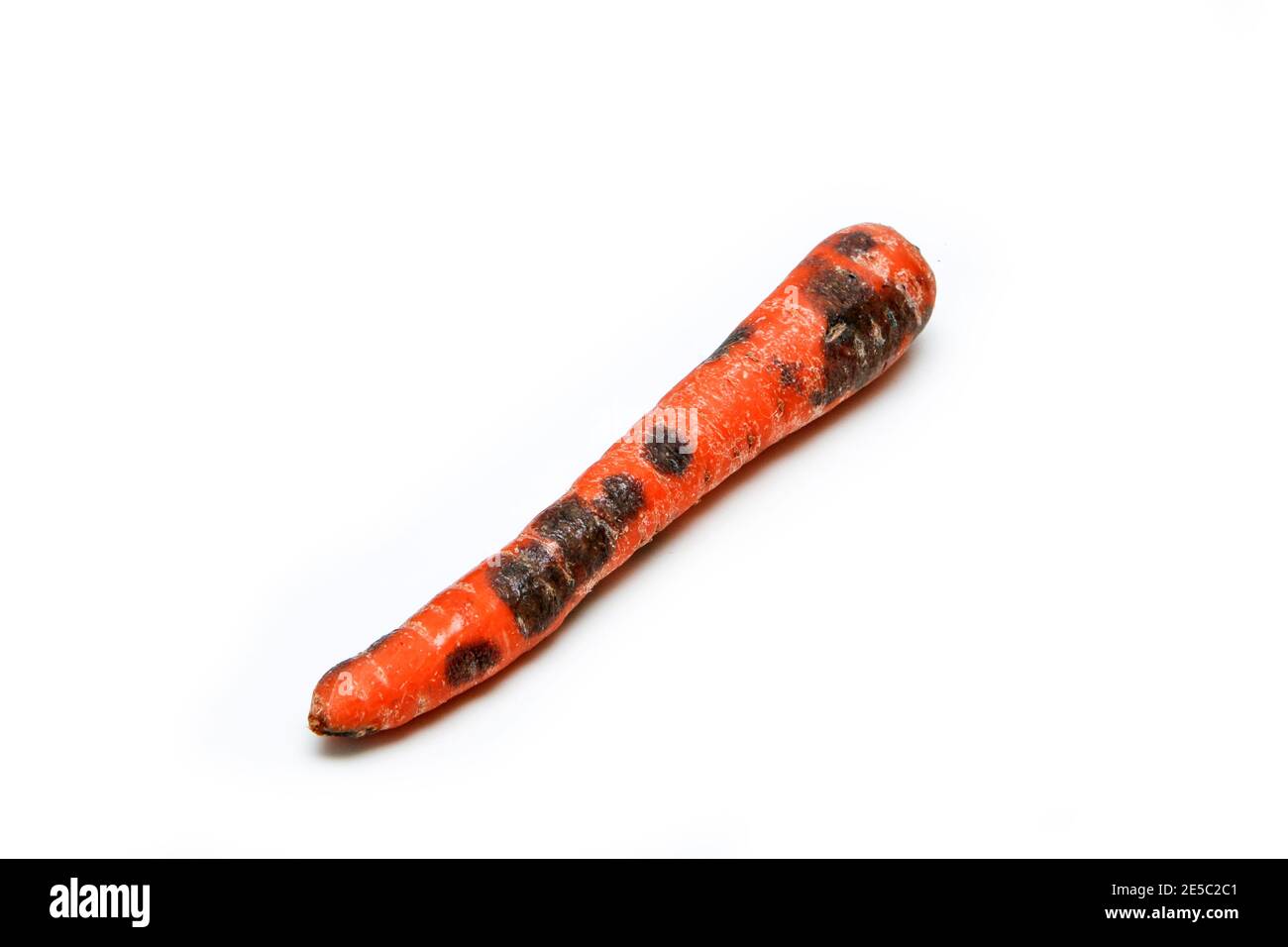 One mouldy carrot. Rotten and uneatable. Isolated on white background ...